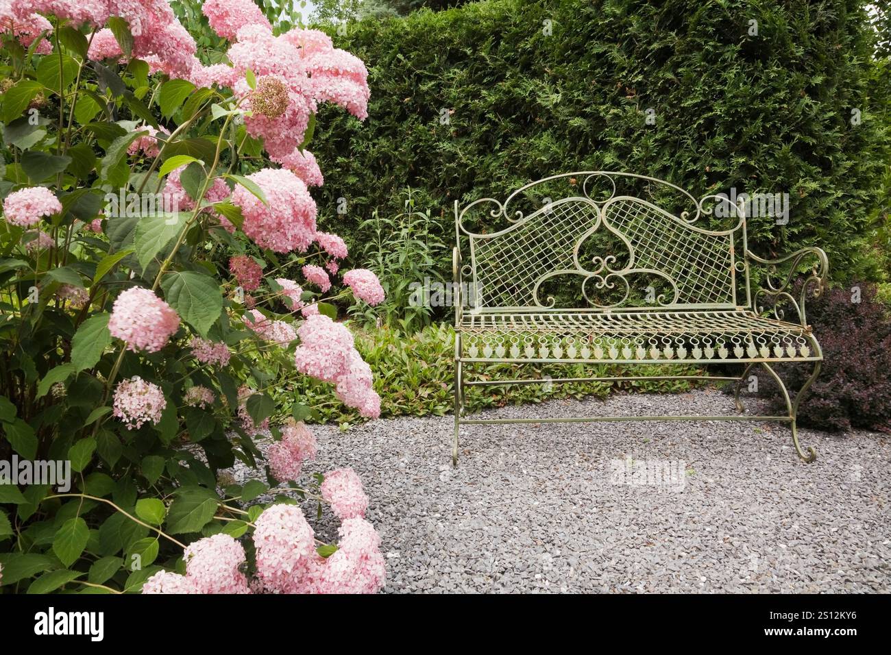 Pink flowering Hydrangea shrub next to green wrought iron metal lattice ...
