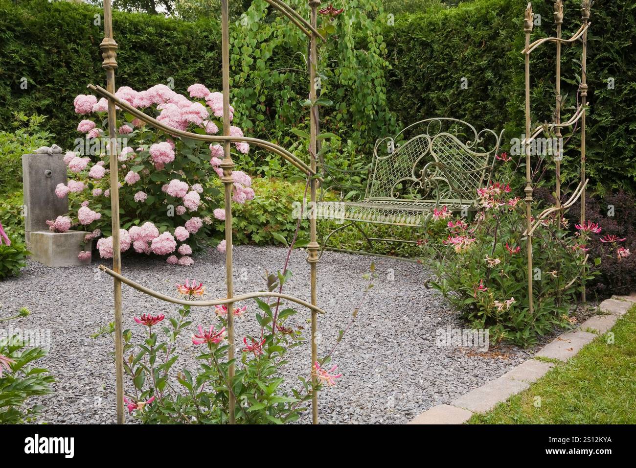 Pink flowering Hydrangea shrub next to green wrought iron metal lattice ...
