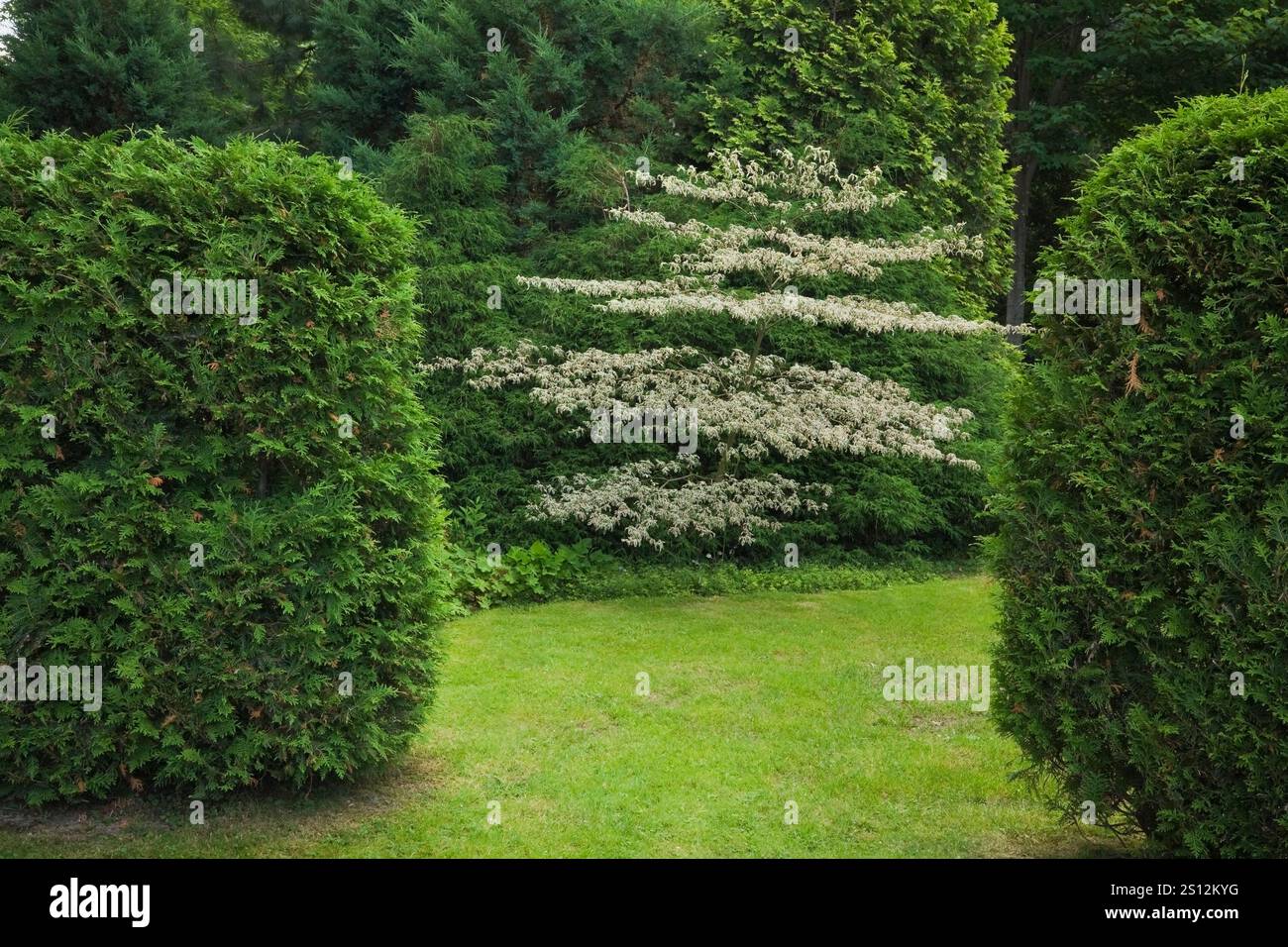 Cornus alternifolia - Pagoda Dogwood tree between two Thuja occidentals ...