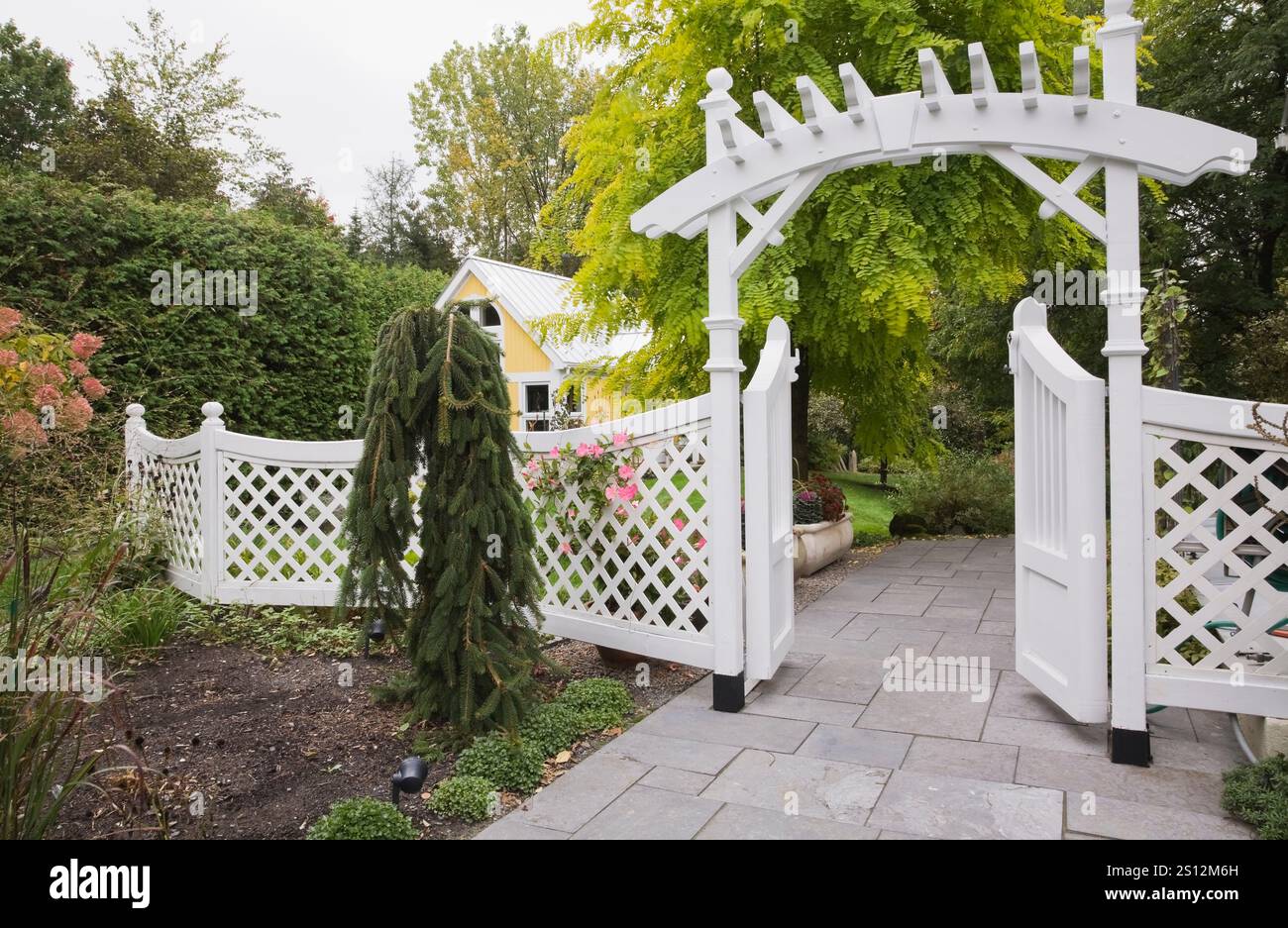 Picea pendula - Spruce tree in border next to white arbour with ...