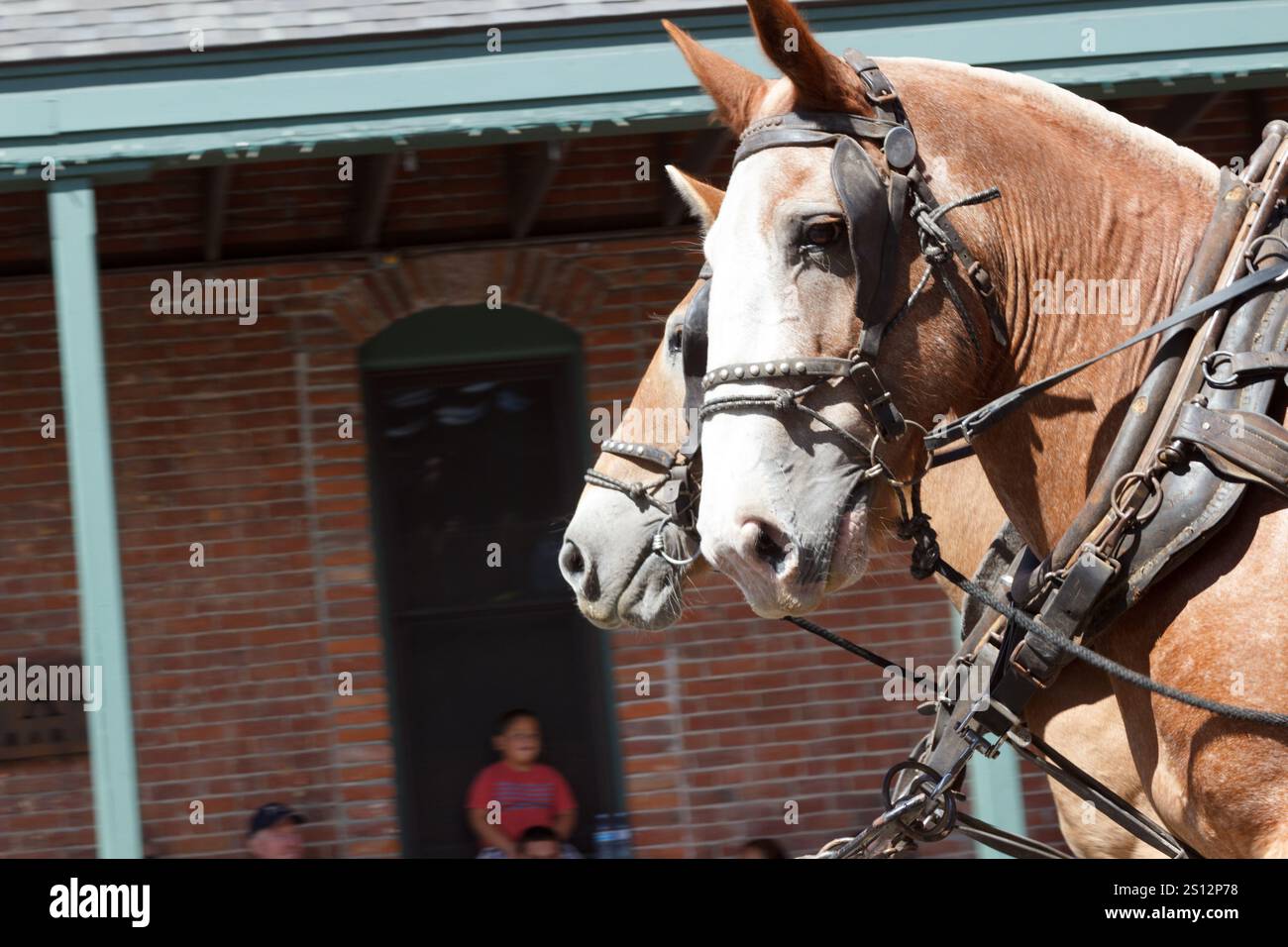 Two Horses Harnessed Together with Historical Brick Building Background ...