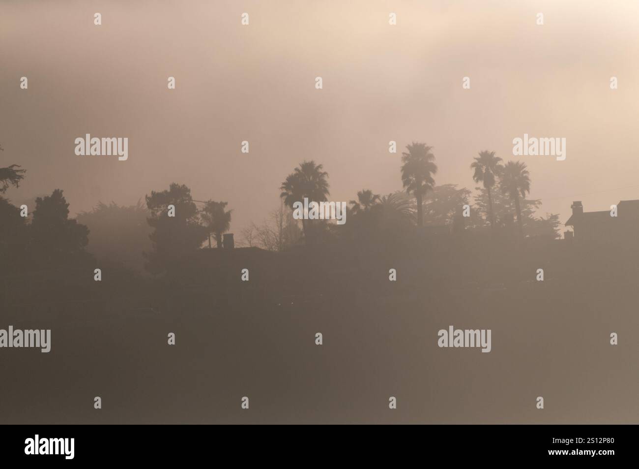 Fog covered trees illuminated by the light of the setting sun. Santa ...