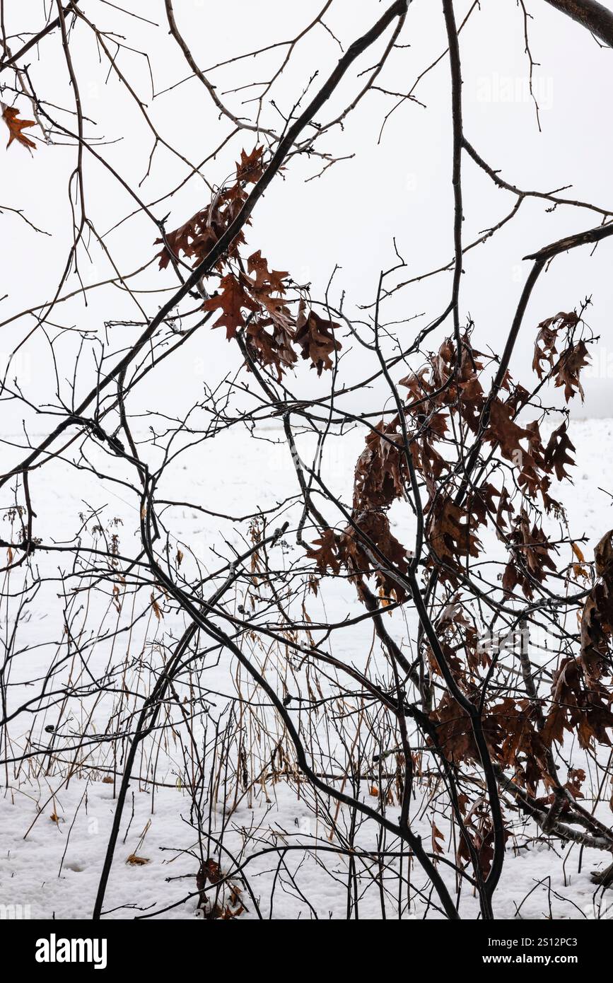 Northern red oak hi-res stock photography and images - Alamy