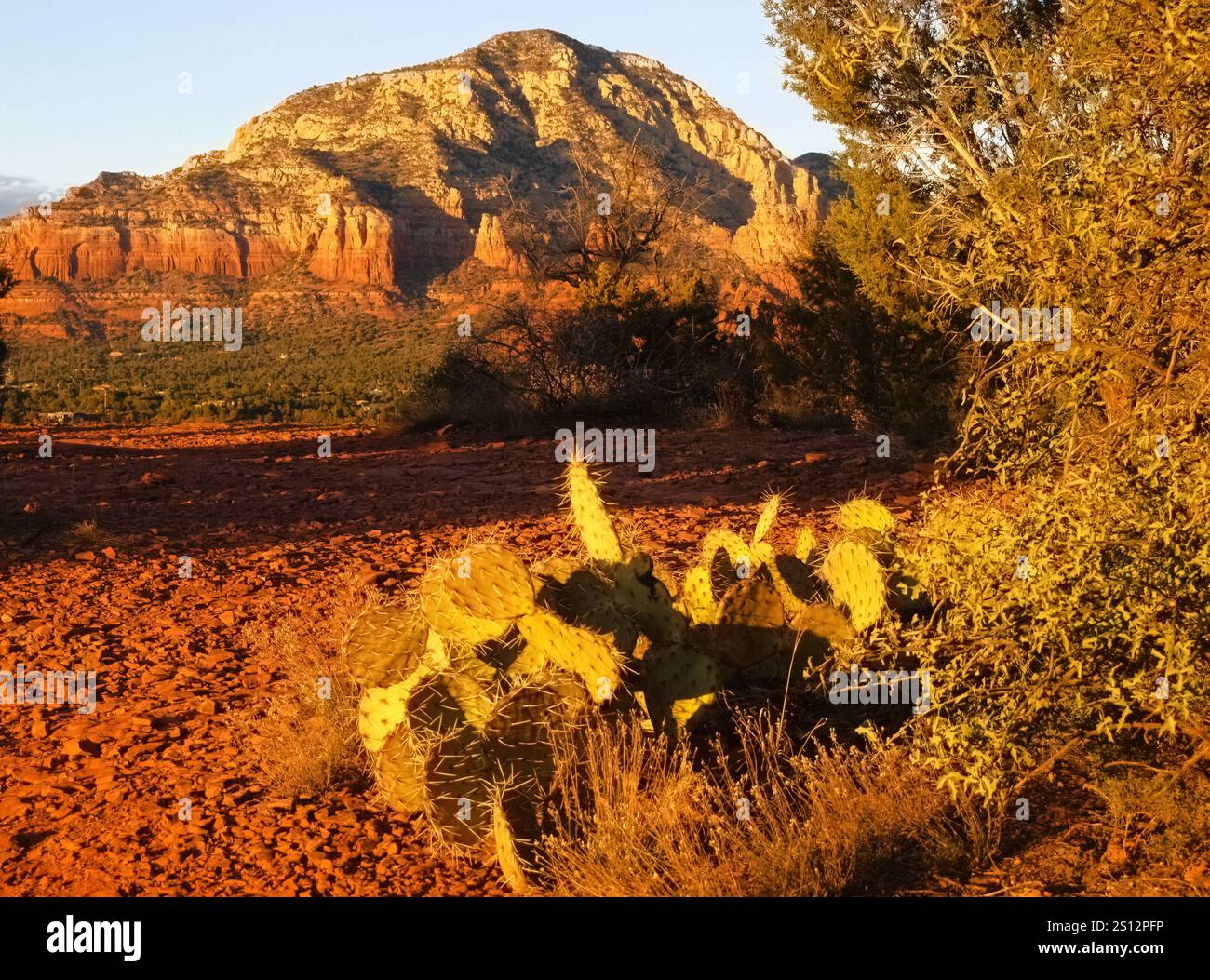 Sedona arizona red rocks cactus trees hi-res stock photography and ...