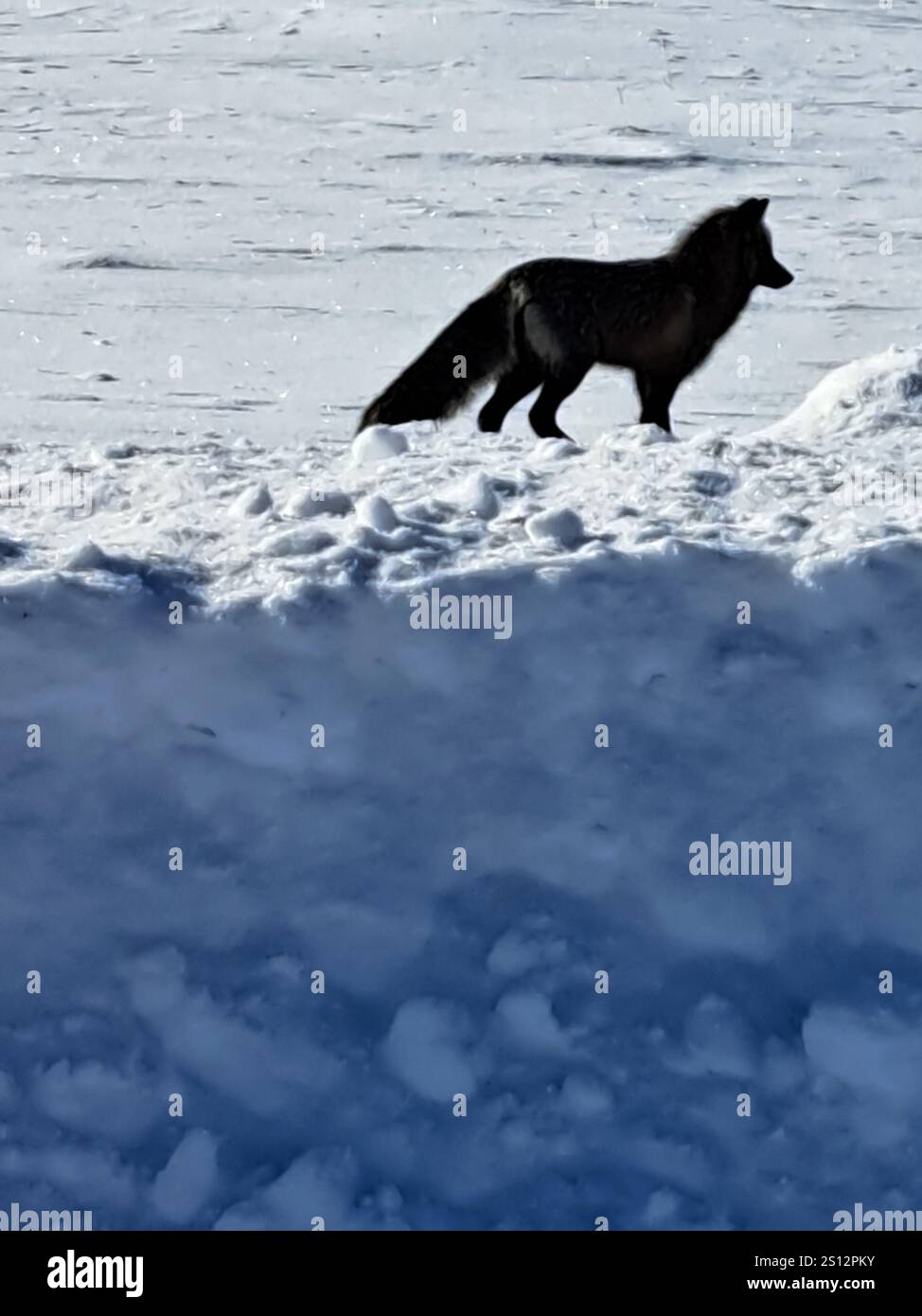 Arctic fox by the road in Churchill, Manitoba, Canada Stock Photo - Alamy