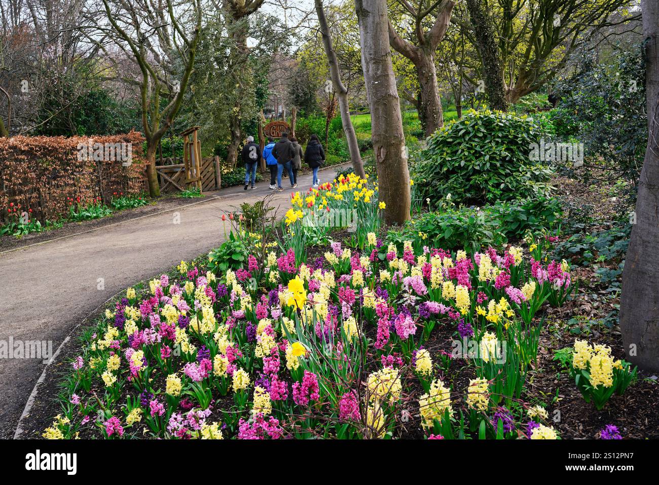 Spring flowers in Merrion Square Park, Dublin Stock Photo - Alamy