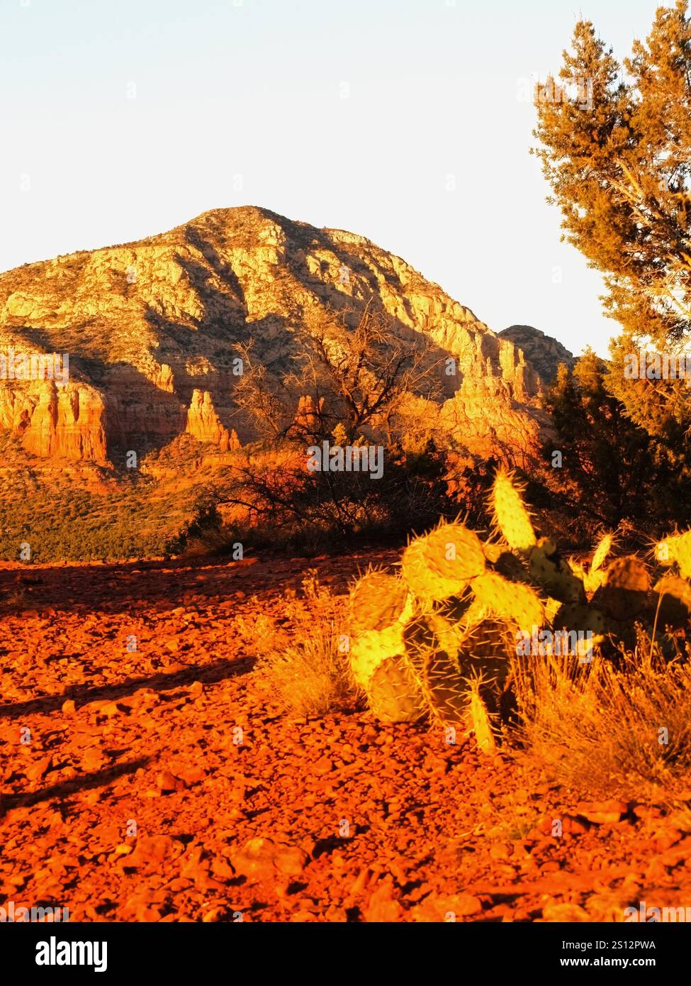 Sedona, Arizona red rocks and cactus Stock Photo - Alamy