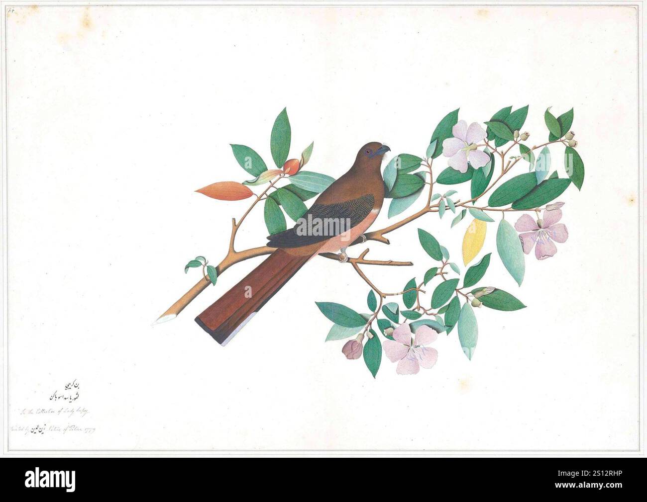 Female Trogon shaykh zayn al-din calcutta india 1779 Stock Photo - Alamy