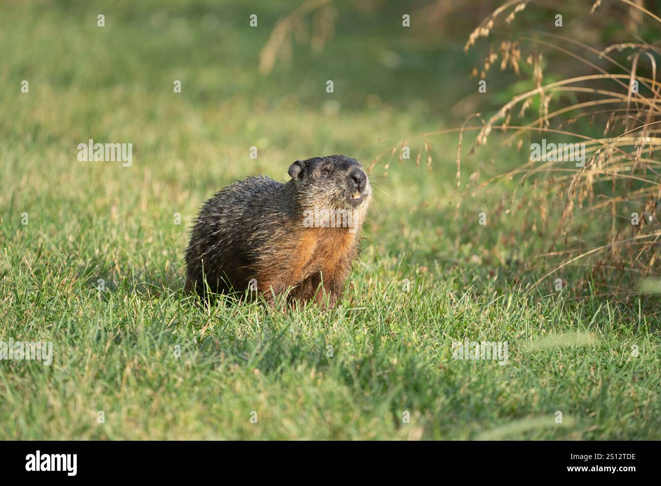Groundhog (Marmota monax) walking in summer meadow, Pennsylvania Stock ...