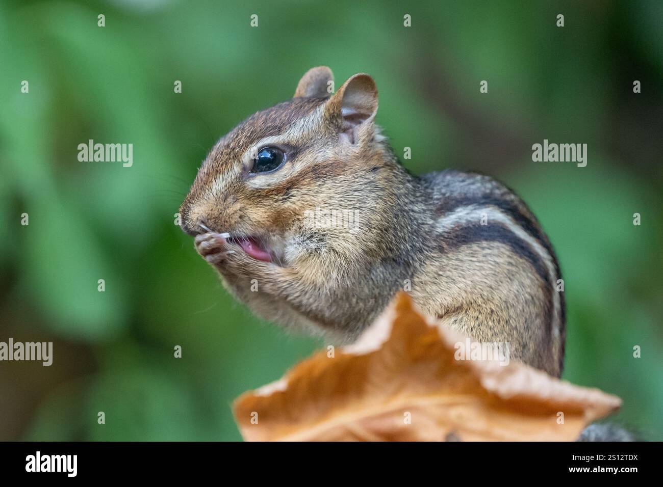 Close up portrait cute little hi-res stock photography and images - Alamy