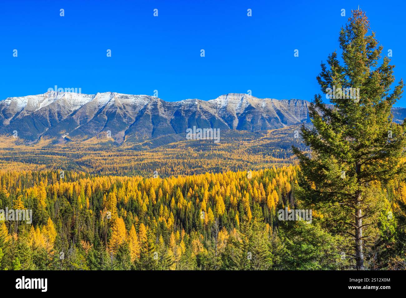 swan range above the seeley-swan valley and larch in fall color near ...