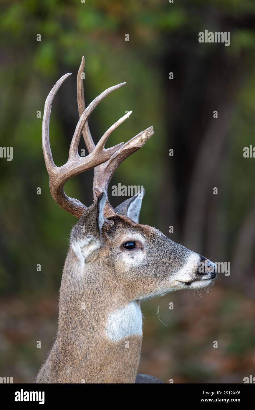 whitetailed deer buck in the woods in fall with broken antler Stock ...