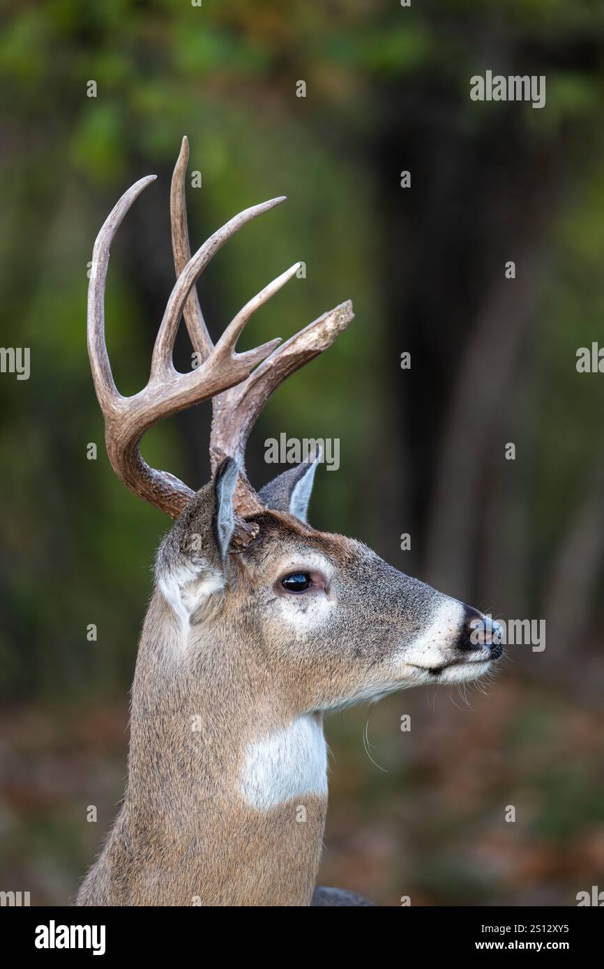 whitetailed deer buck in the woods in fall with broken antler Stock ...