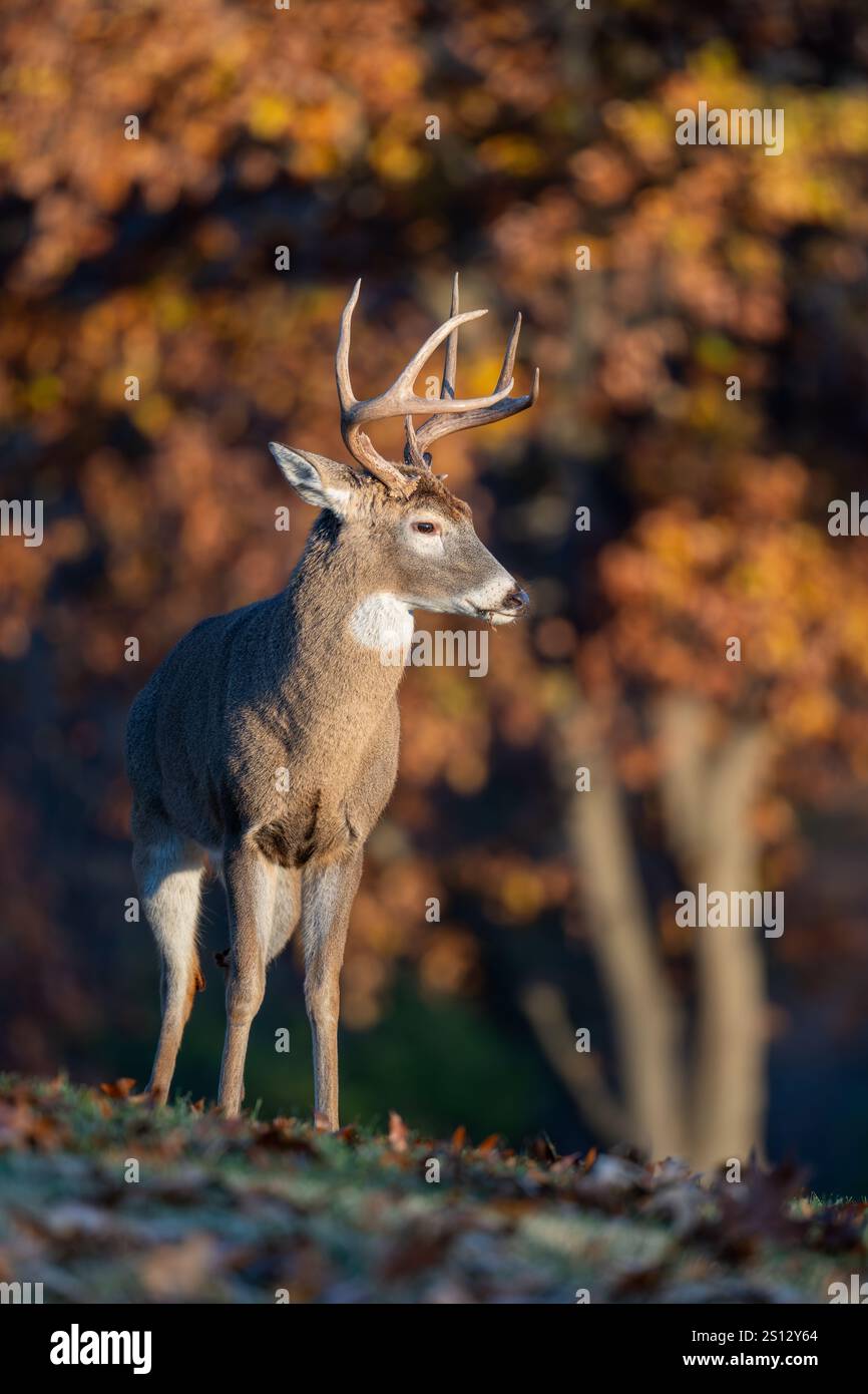 Buck in the woods hi-res stock photography and images - Alamy