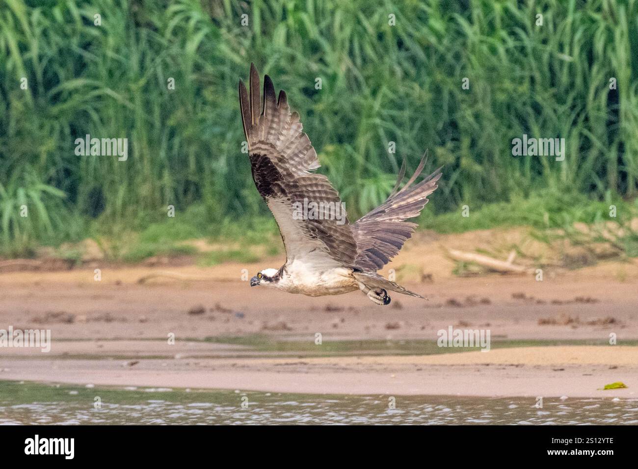 Osprey in flight above a river in the Pantanal Stock Photo - Alamy