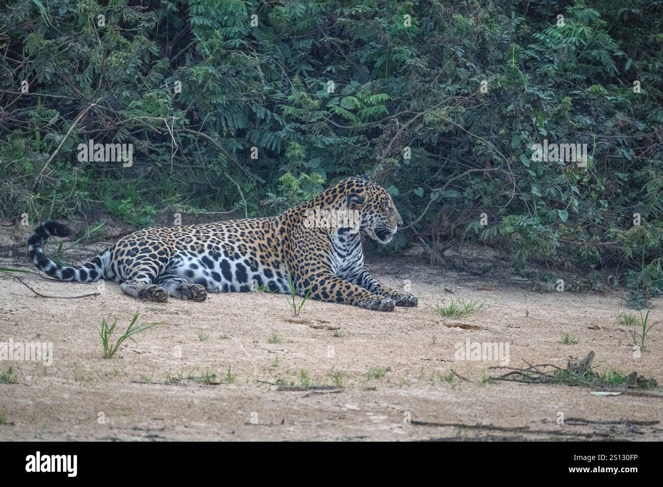 Large Jaguar resting at the edge of the Jungle on a riverbank in the ...