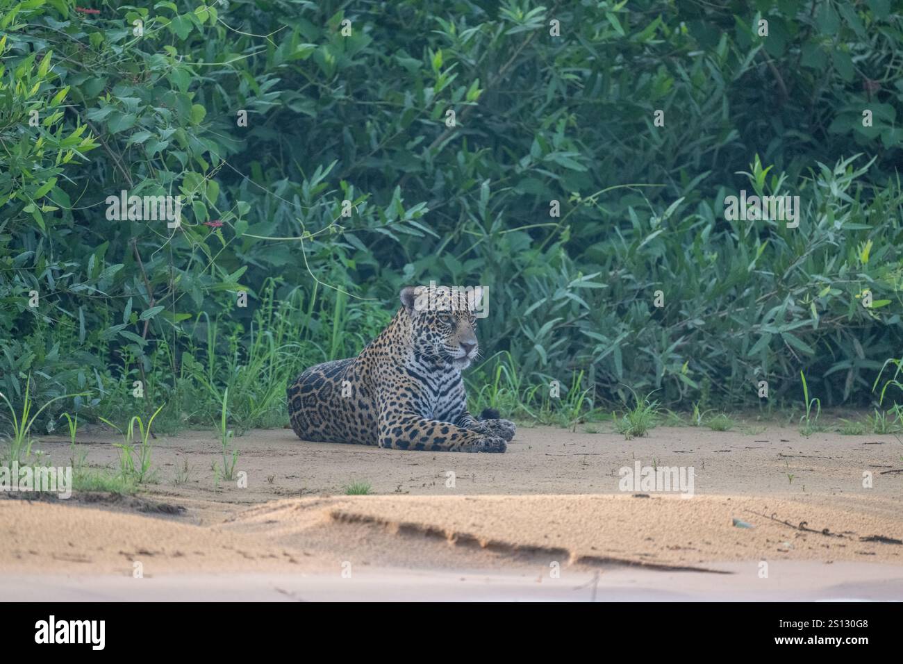 Large Jaguar resting at the edge of the Jungle on a riverbank in the ...