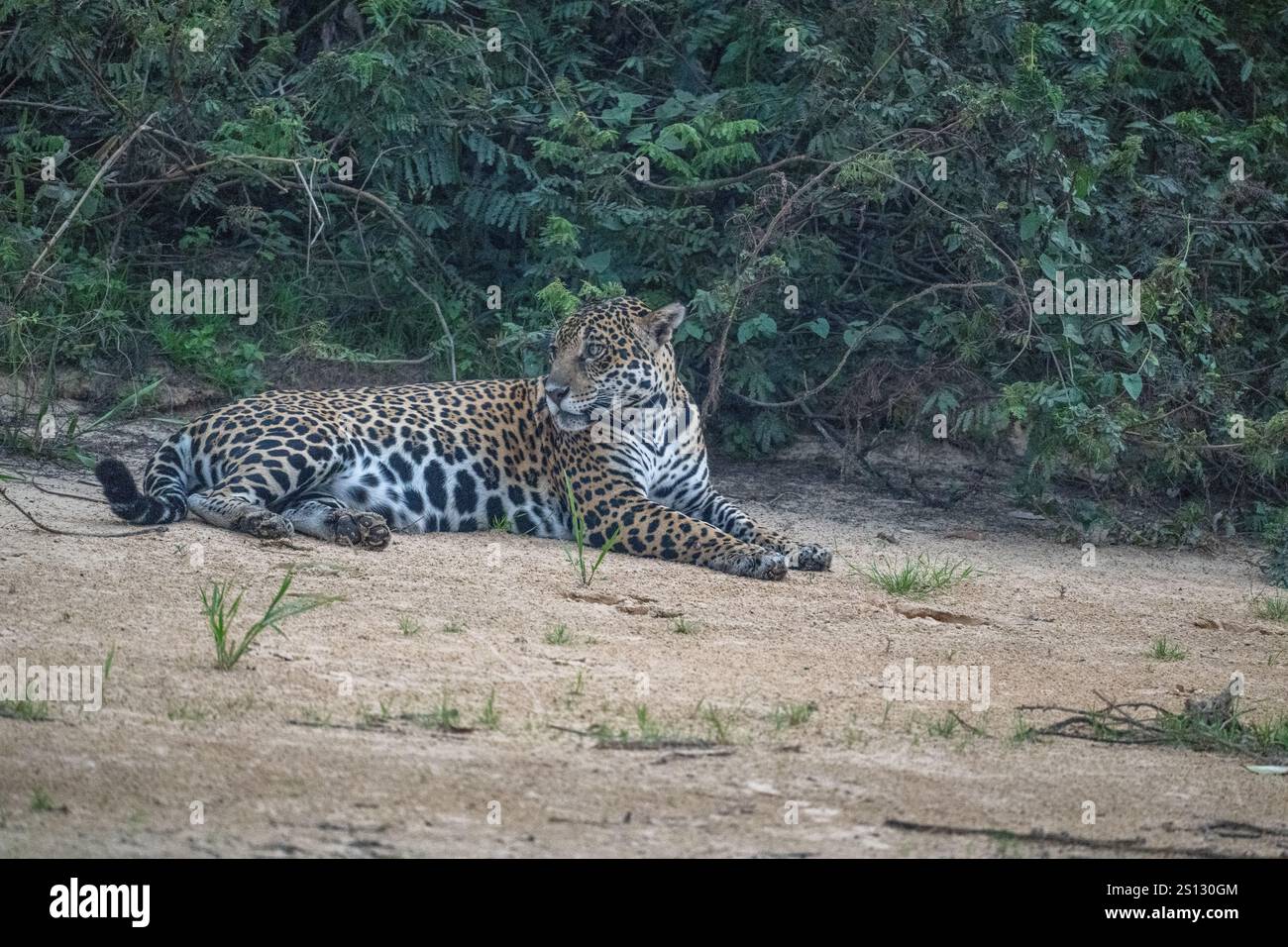 Large Jaguar resting at the edge of the Jungle on a riverbank in the ...