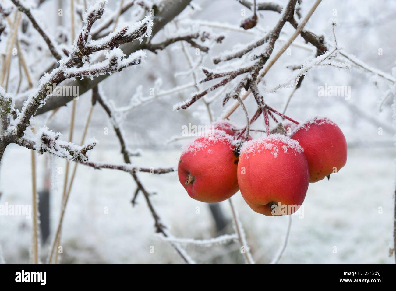 Apple trees with fruits seen under the snow and extreme cold in the ...