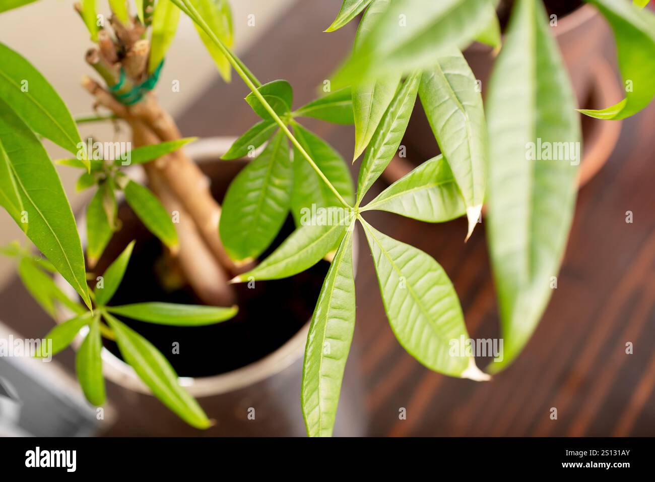 A view of several leaves of a money tree Stock Photo - Alamy