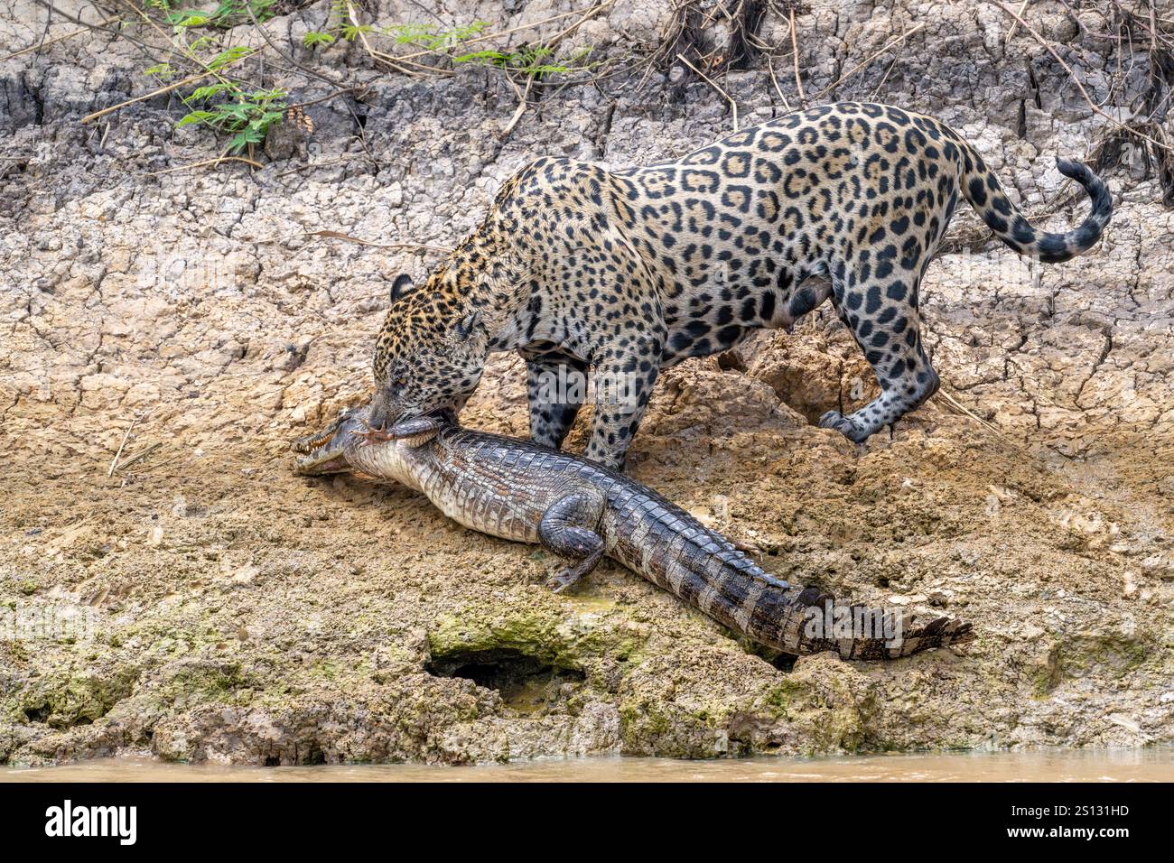 Jaguar bending over a slain caiman on a riverbank in the Pantanal Stock ...