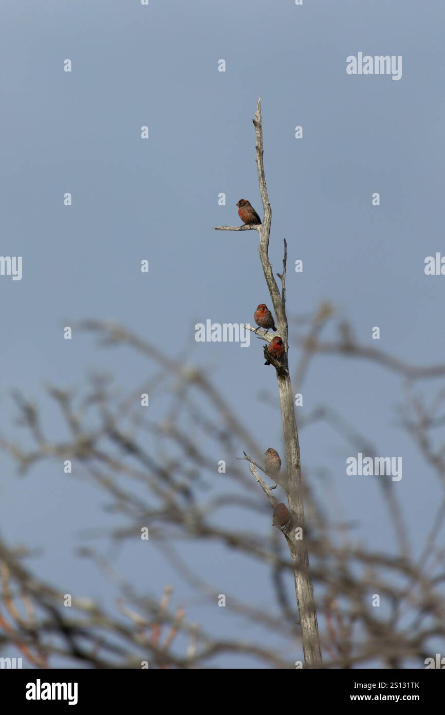 Several House Finches perch in a tree in Sandy Hook in New Jersey Stock ...