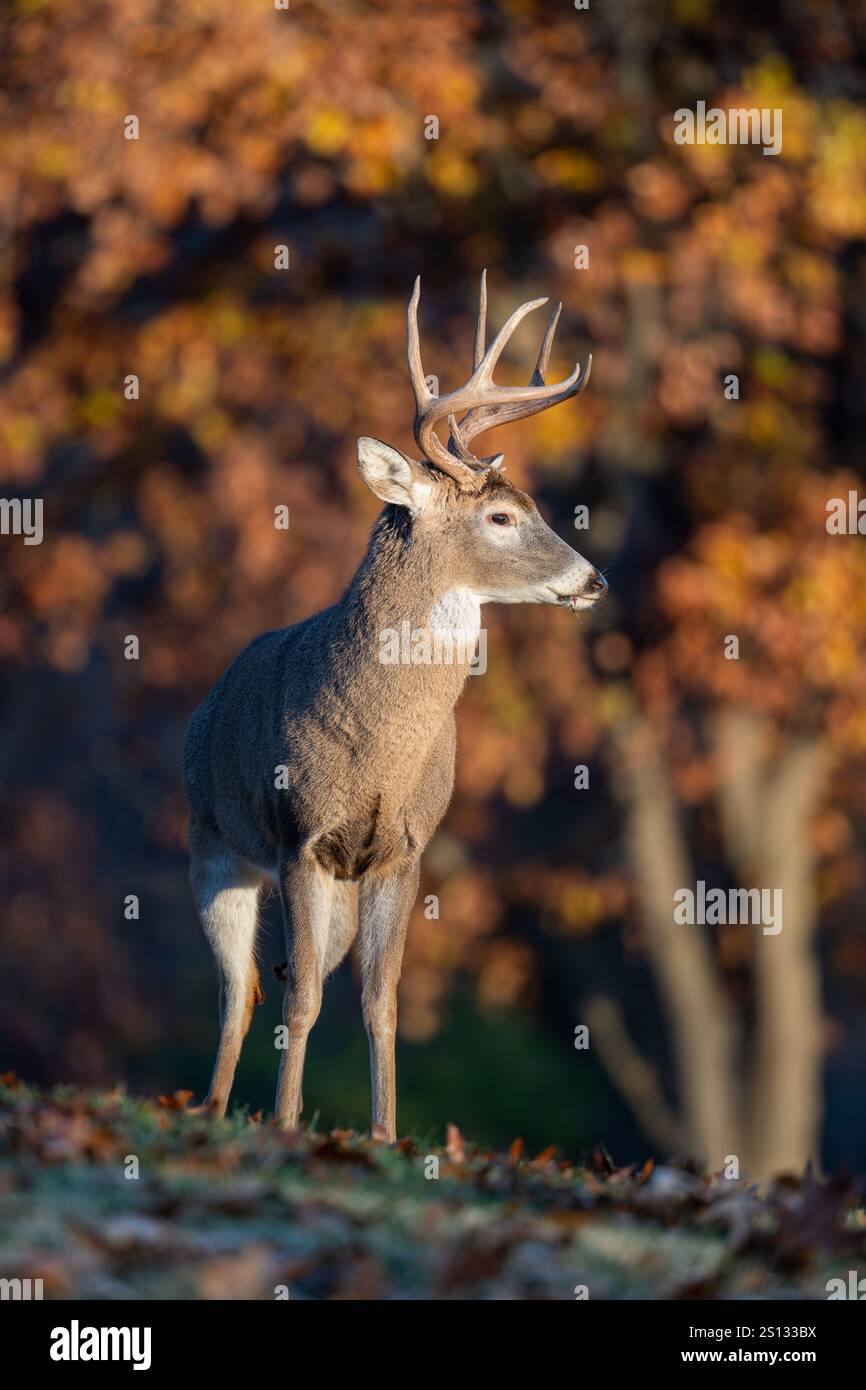 Whitetailed hi-res stock photography and images - Alamy