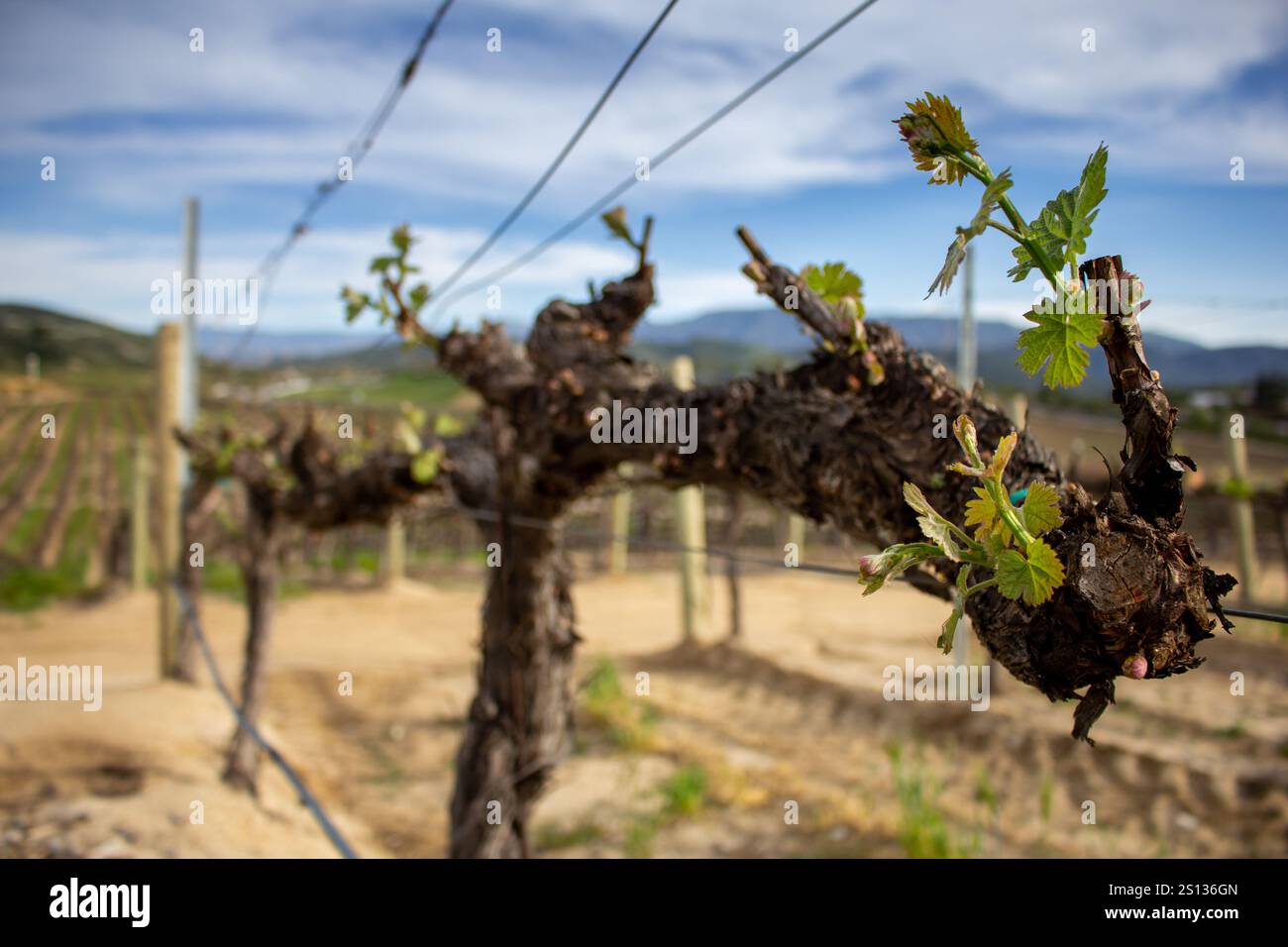 A view of sprouting grape leaves, during the spring season, seen in ...