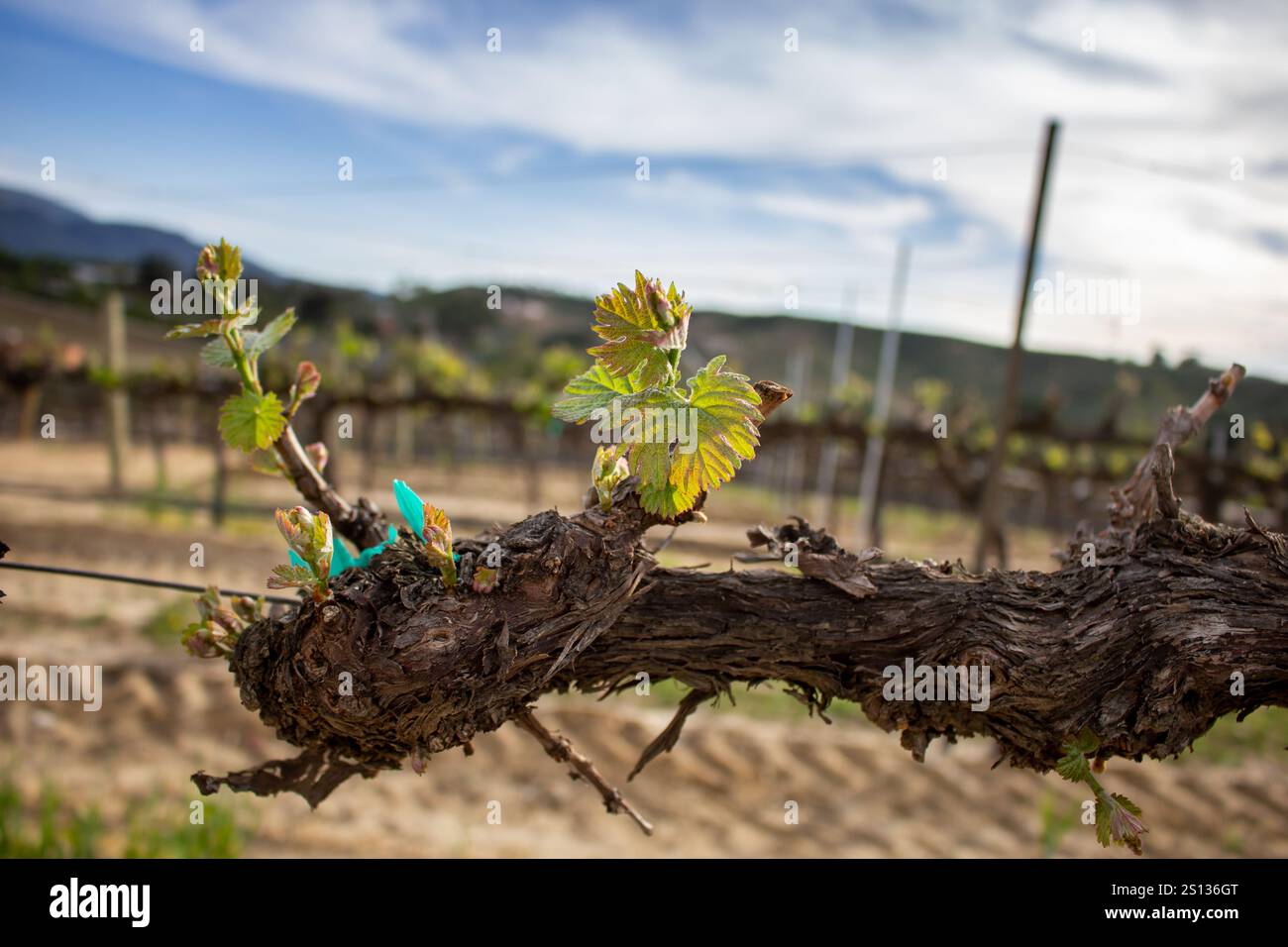 A view of sprouting grape leaves, during the spring season, seen in ...