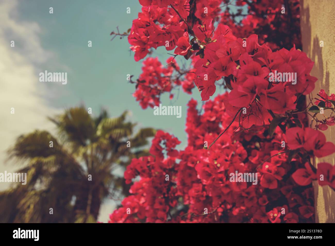 A cultural exterior landscape featuring palm trees, blue sky, and ...