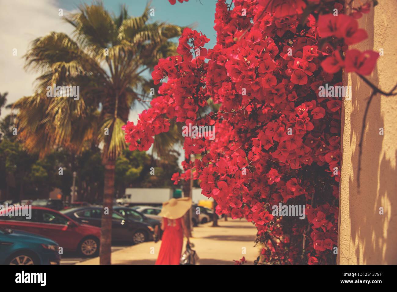A cultural exterior landscape featuring palm trees, blue sky, and ...
