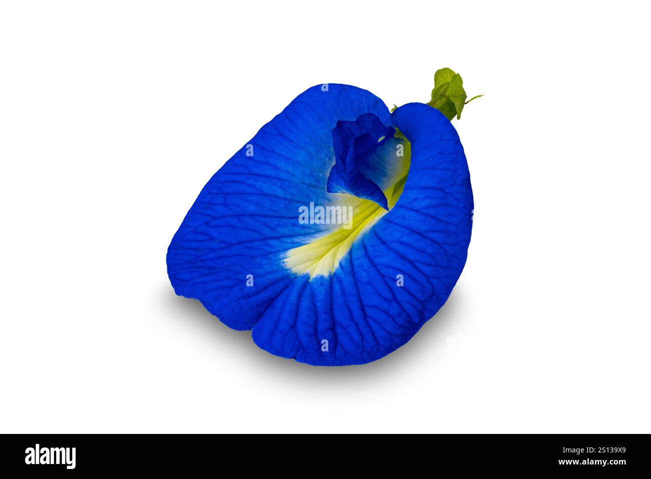 Front view of blooming single blue butterfly pea flower or Clitoria ...