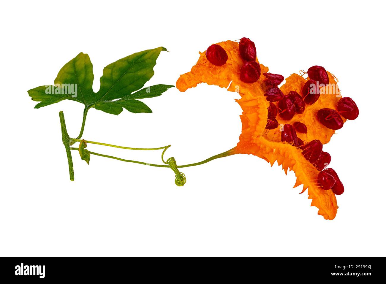 Side view of single ripe Bitter Gourd with red seeds, green leaves ...