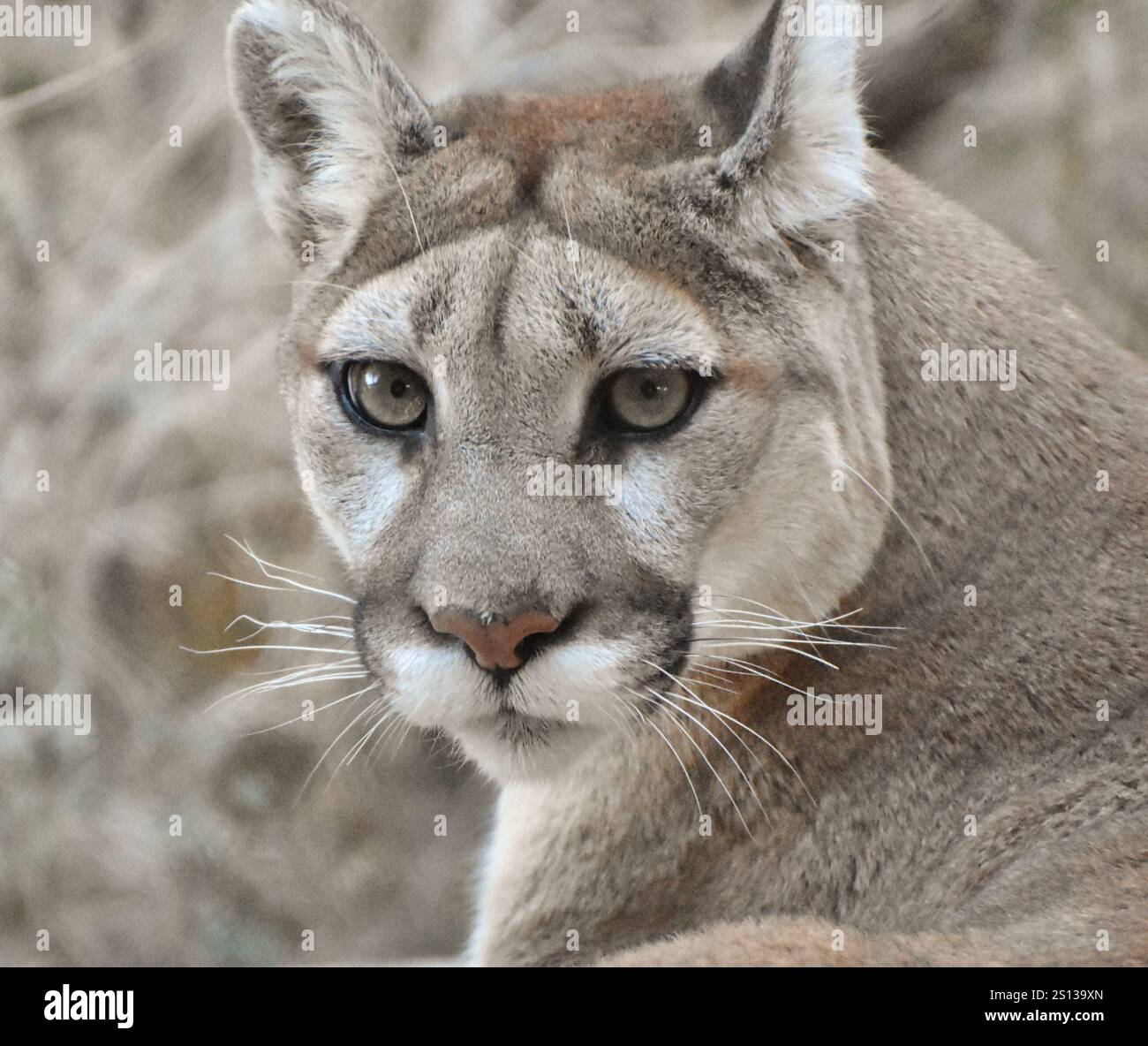 Close-up of a cougar (Puma concolor) in the desert. Also called a puma ...