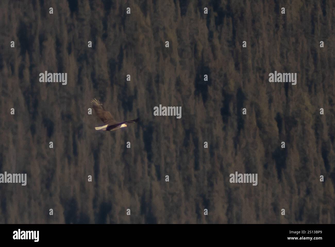 Wild bald eagle seen soaring through the spruce trees in northern ...