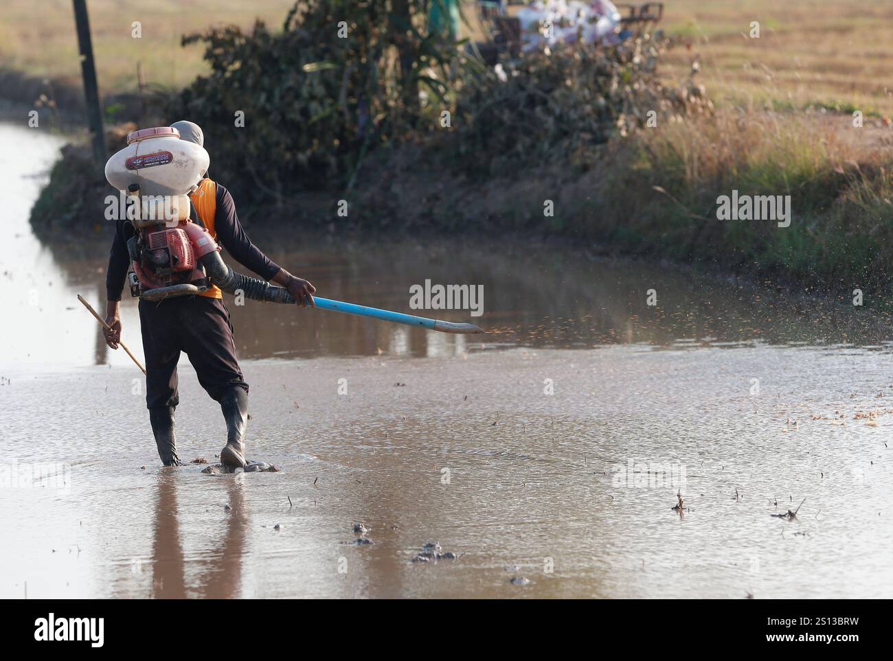 Nakhon Sawan, Thailand. 31st Dec, 2024. A farmer sprays rice sprouts ...