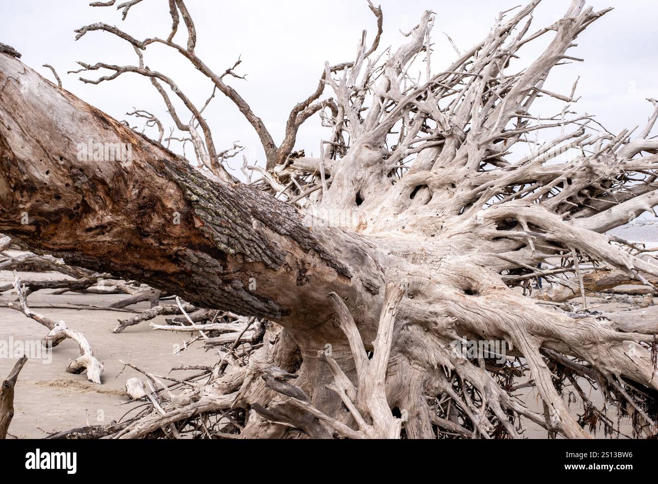 Driftwood Beach on Jekyll Island, Georgia provides beautiful scenery ...
