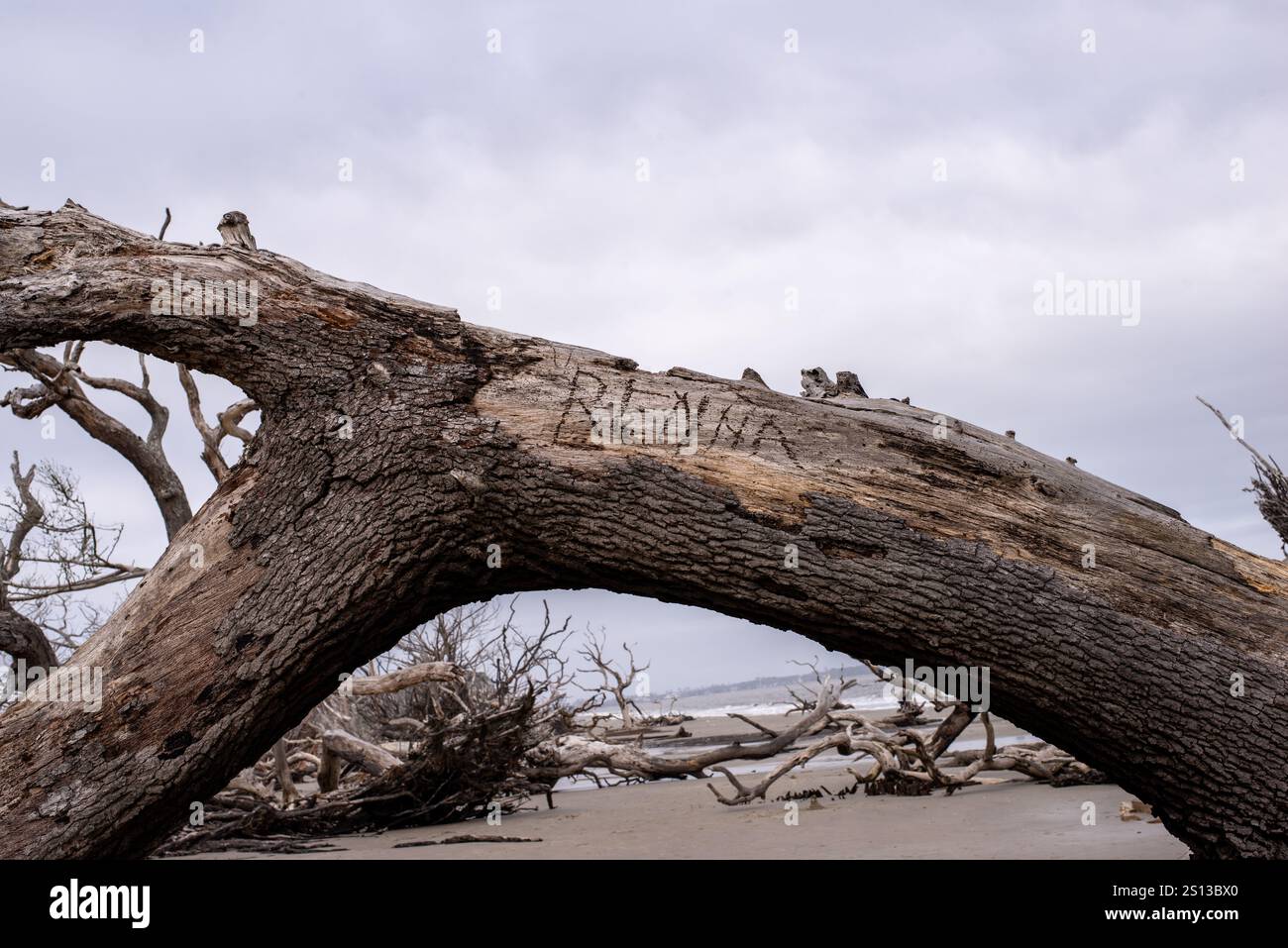 Driftwood Beach on Jekyll Island, Georgia provides beautiful scenery ...