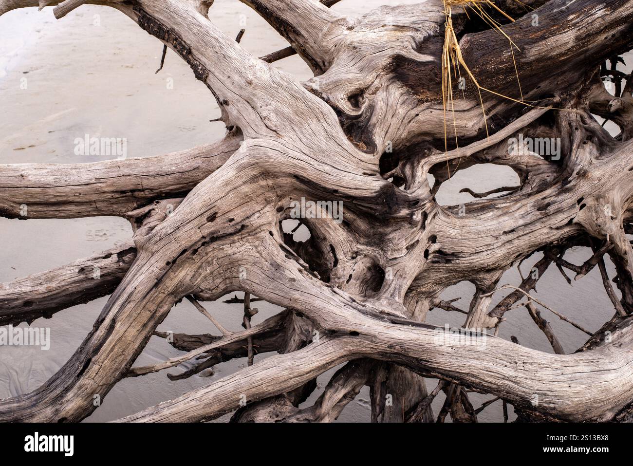 Driftwood Beach on Jekyll Island, Georgia provides beautiful scenery ...