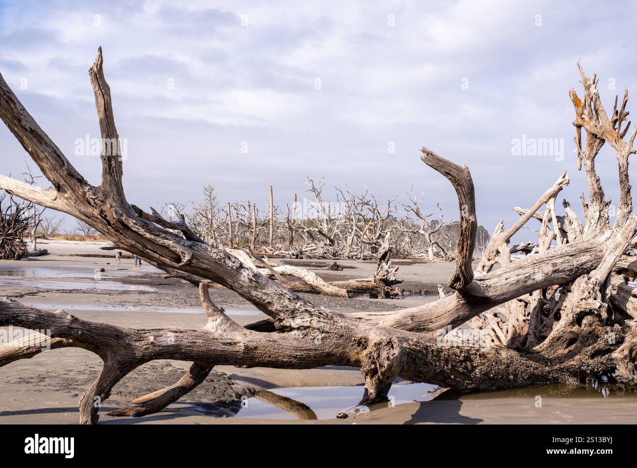 Driftwood Beach on Jekyll Island, Georgia provides beautiful scenery ...