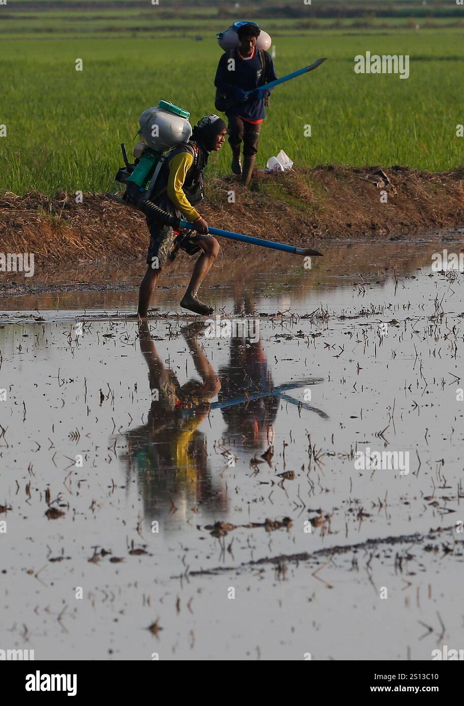 Nakhon Sawan, Thailand. 31st Dec, 2024. Farmers spray rice sprouts over ...