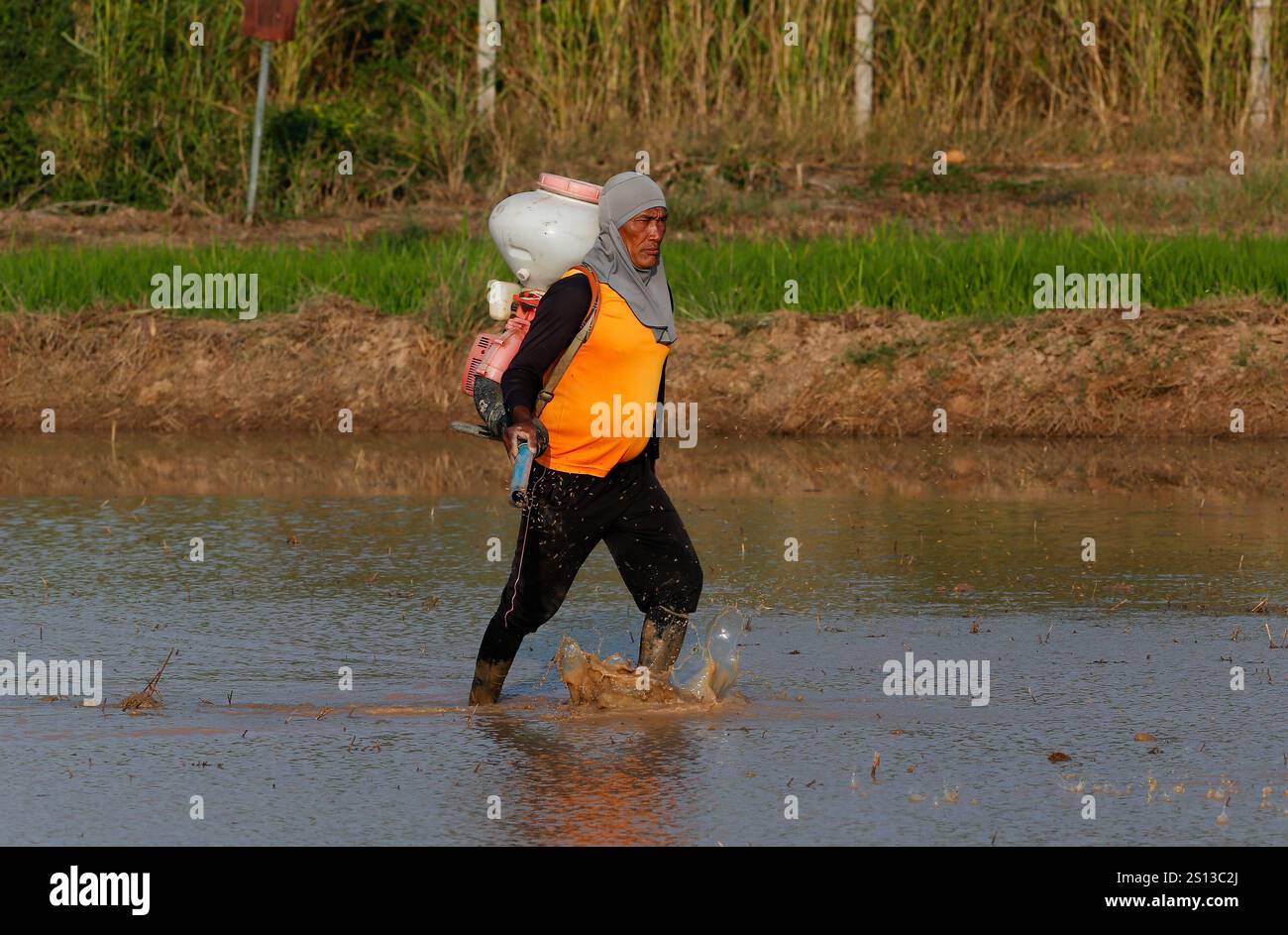 Nakhon Sawan, Thailand. 31st Dec, 2024. A farmer sprays rice sprouts ...