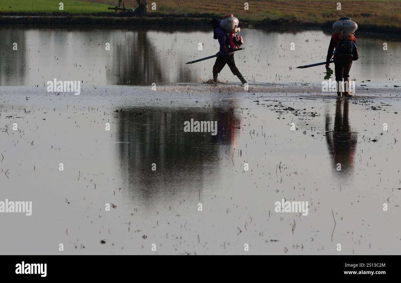 Farmers spray rice sprouts over a rice field in Nakhon Sawan province ...