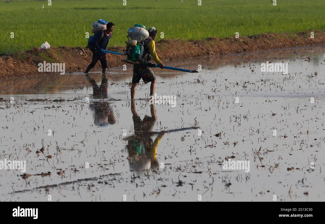 Nakhon Sawan, Thailand. 31st Dec, 2024. Farmers spray rice sprouts over ...