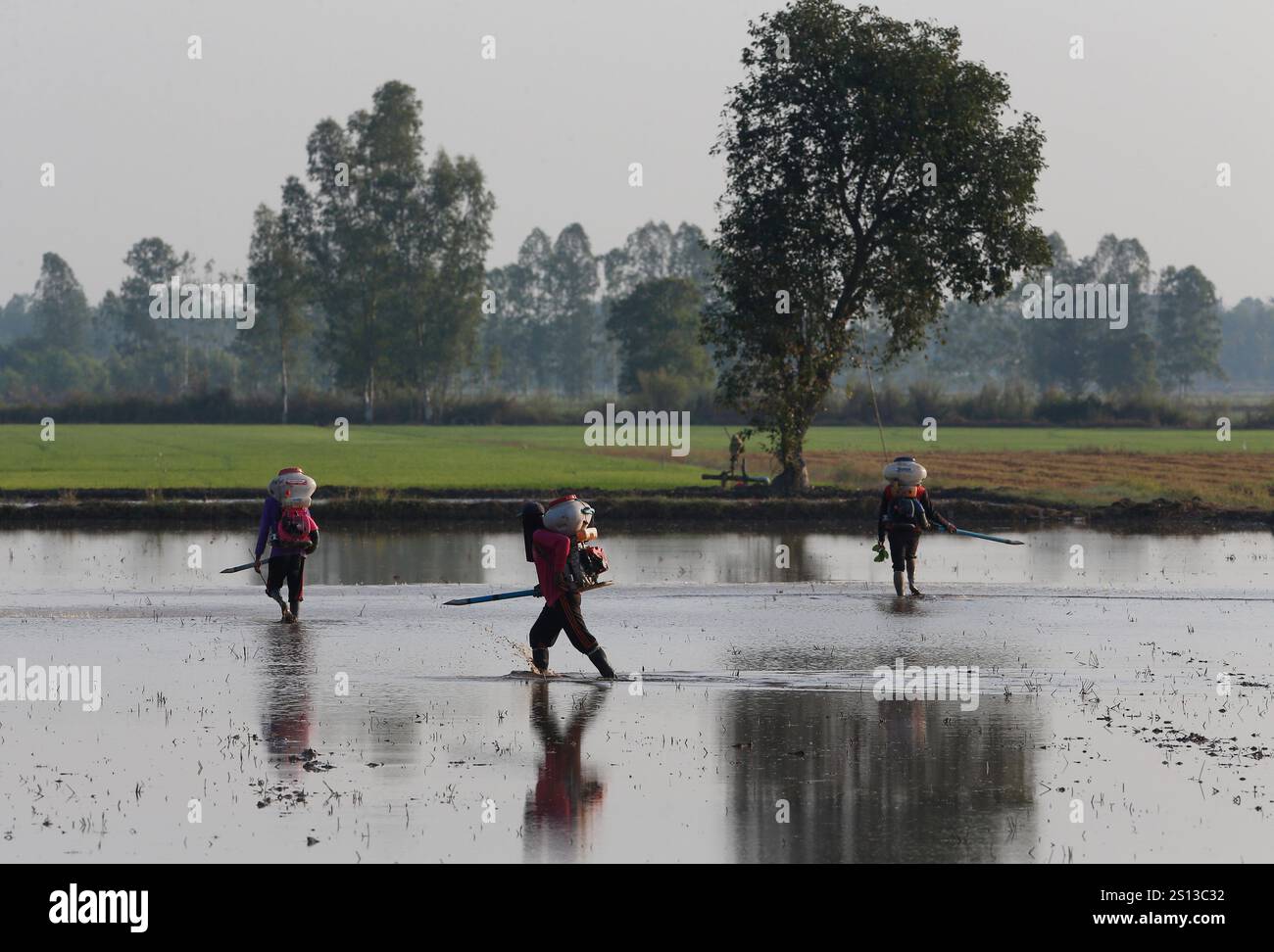 Nakhon Sawan, Thailand. 31st Dec, 2024. Farmers spray rice sprouts over ...