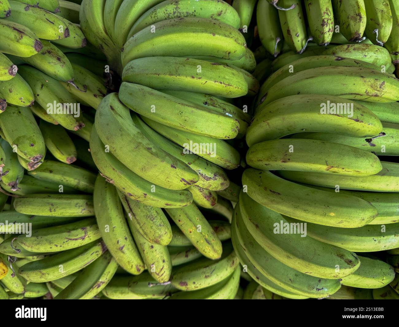 Tropical_farming hi-res stock photography and images - Alamy