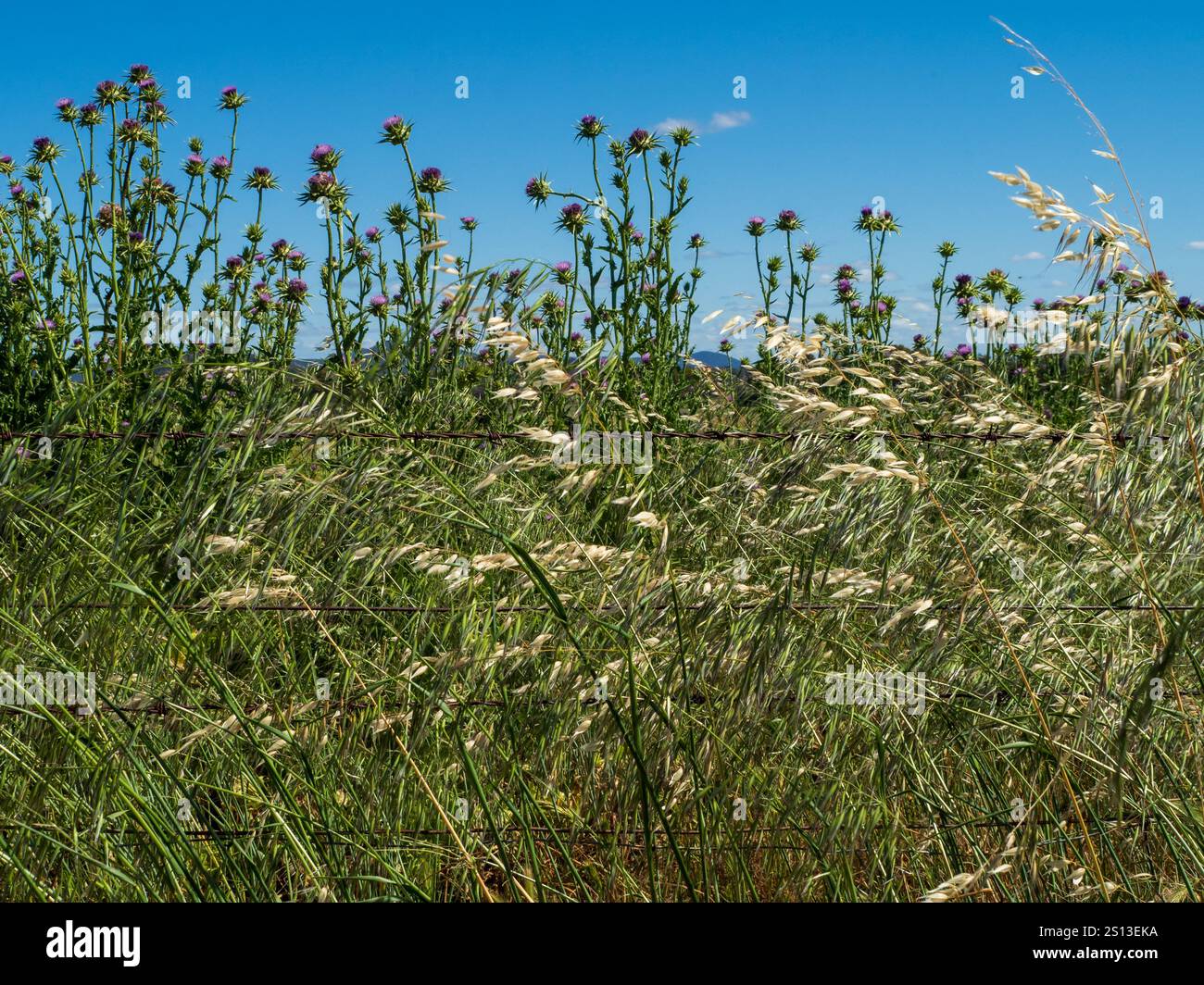 The edge of a crop paddock lined with a rusty barbed wire fence and ...