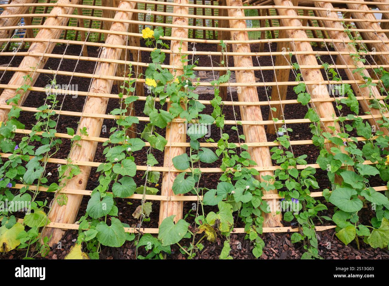 A wood, round, dome trellis structure with growing vines. At the ...