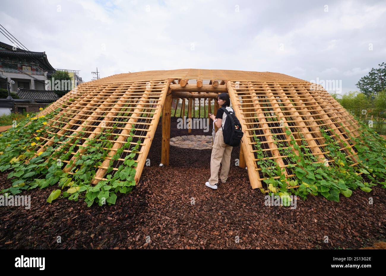 A wood, round, dome trellis structure with growing vines. At the ...