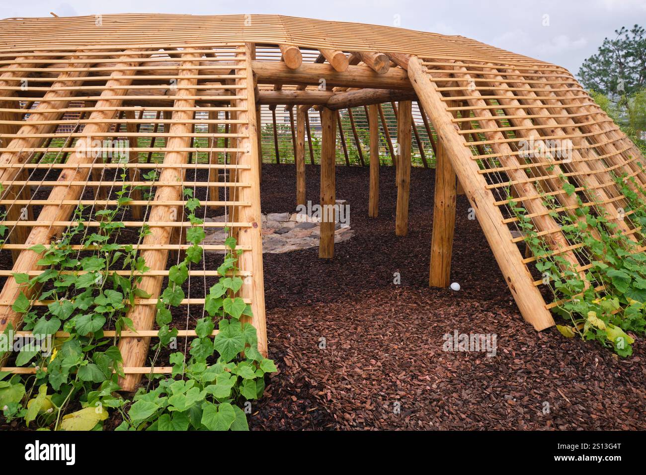A wood, round, dome trellis structure with growing vines. At the ...
